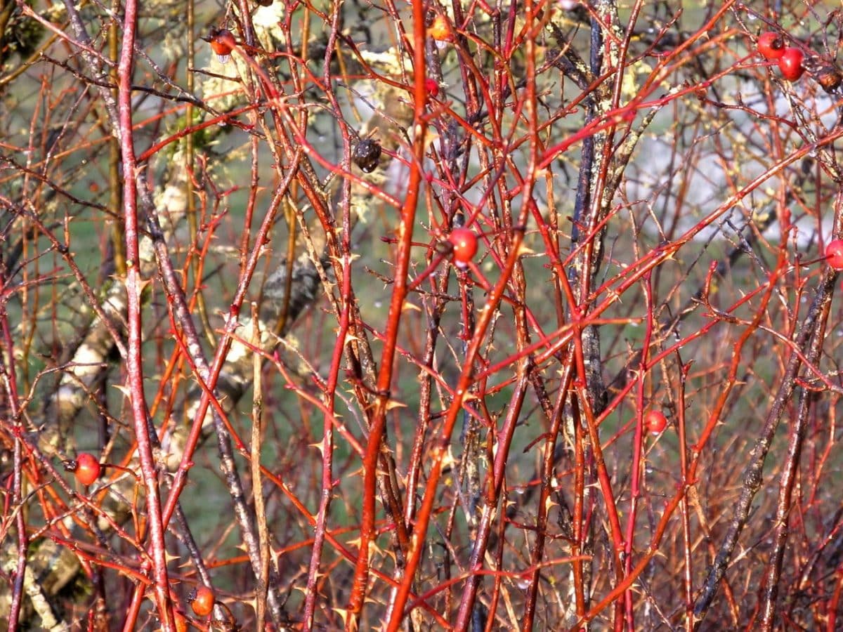 Of Trees & Thornbushes - Word&Way